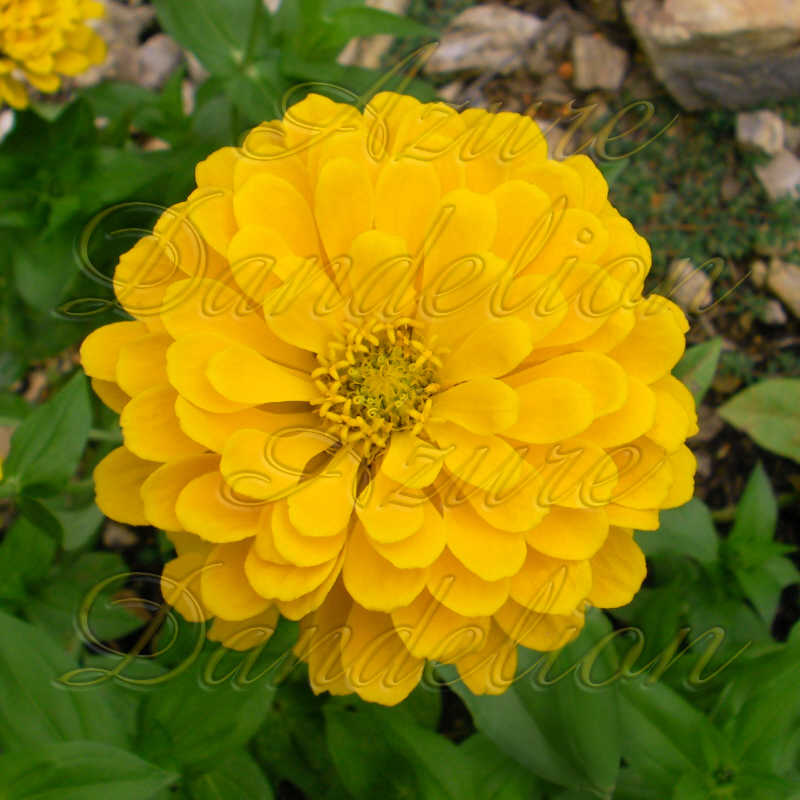 Yellow Zinnia Heirloom California Giant Zinnia Mix Flower Seeds ...