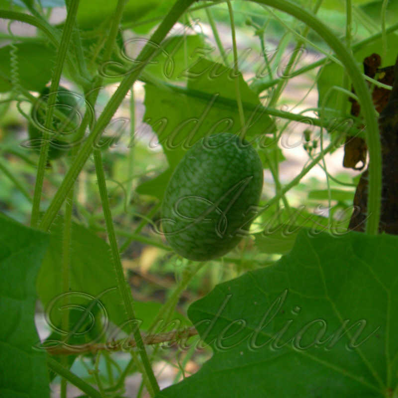 Heirloom Mexican Sour Gherkin Miniature Cucumber Seeds AzureDandelion ...